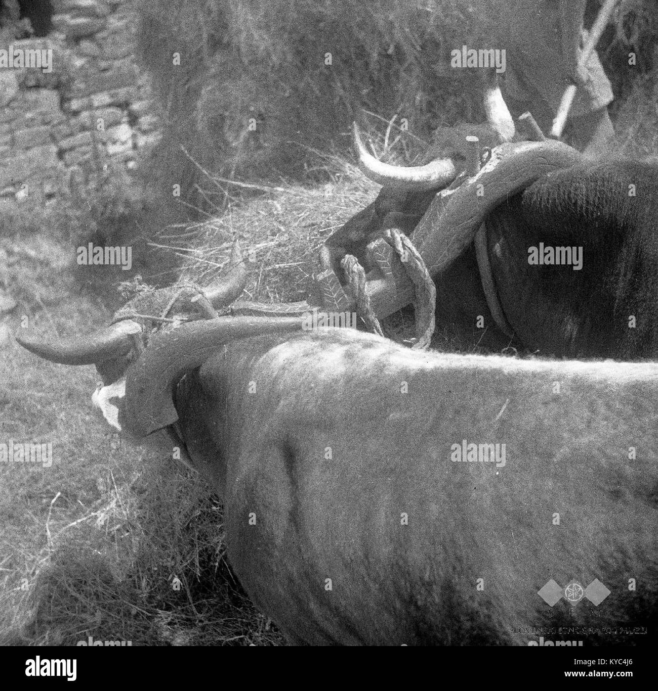 A 1950 photograph of a decorative yoke on oxen in Lopar, Croatia. The ...