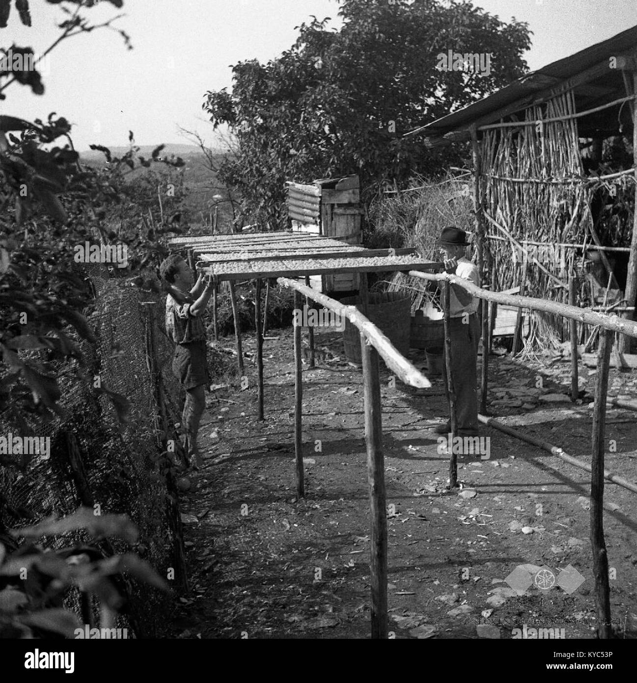 A 1953 historical photograph from Medana showing traditional methods of ...