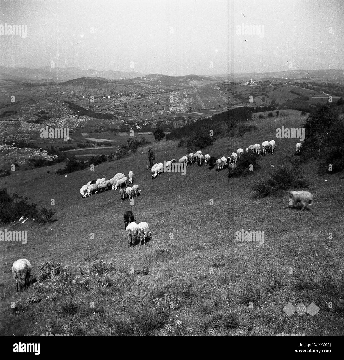 A 1955 photograph showing a shepherd tending sheep near Podgrad ...