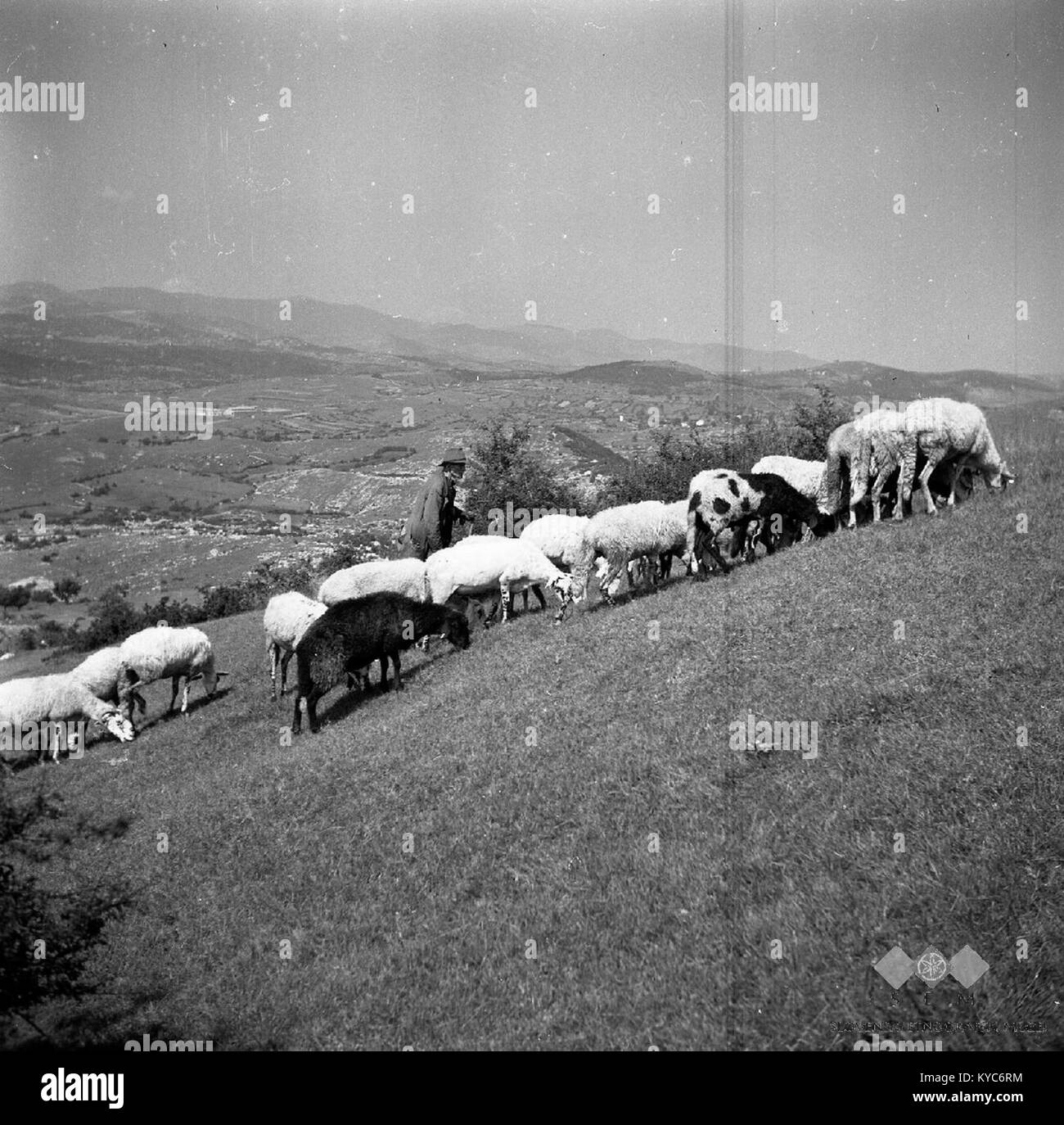 Shepherd sheep in village Black and White Stock Photos & Images - Alamy