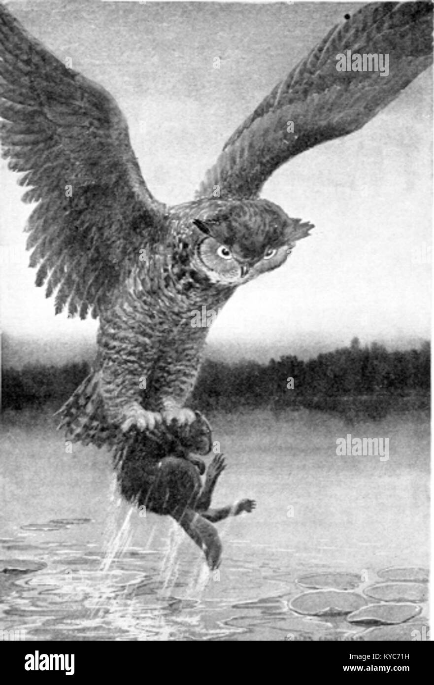 Owl Catching Prey, by Charles George Copeland Stock Photo - Alamy