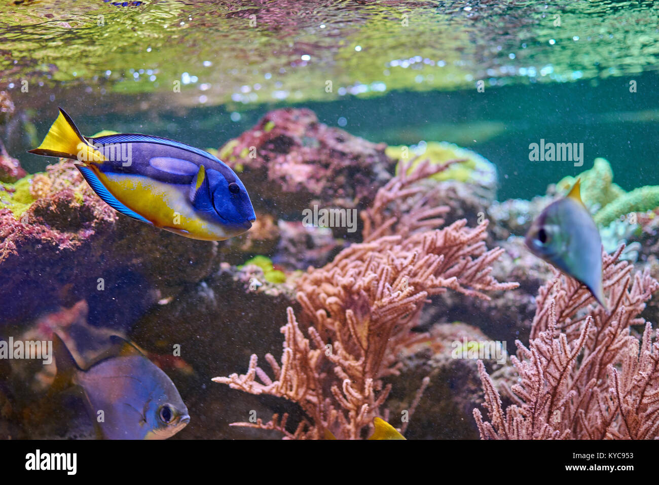 Blue and yellow Paracanthurus hepatus near coral reef in aquarium Stock ...