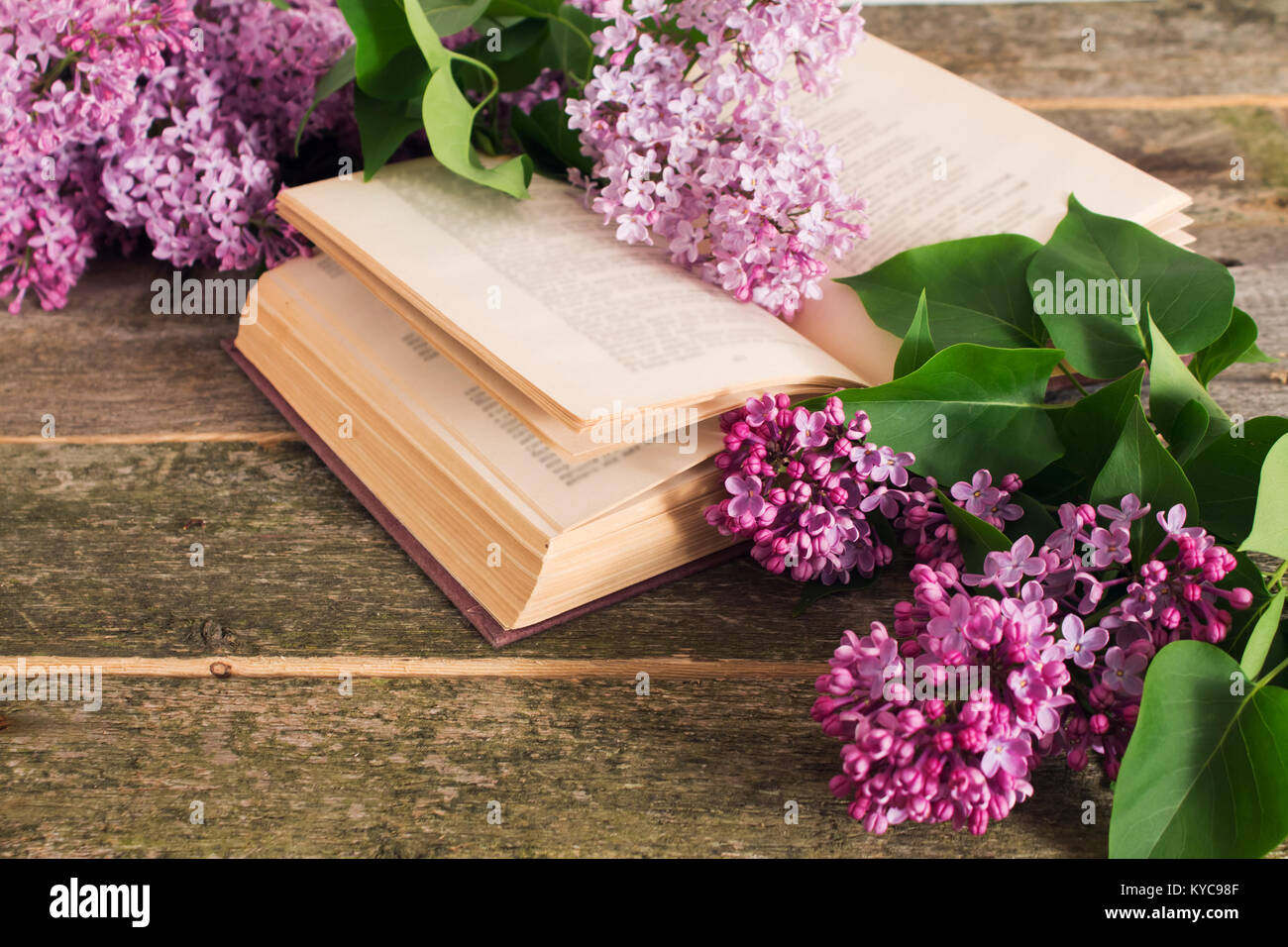 the composition of the blooming lilac branches and open book on a ...