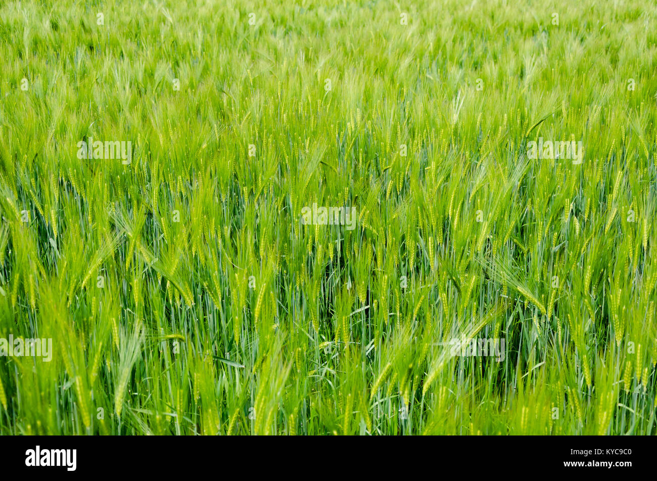 Tall grass like plant hi-res stock photography and images - Alamy