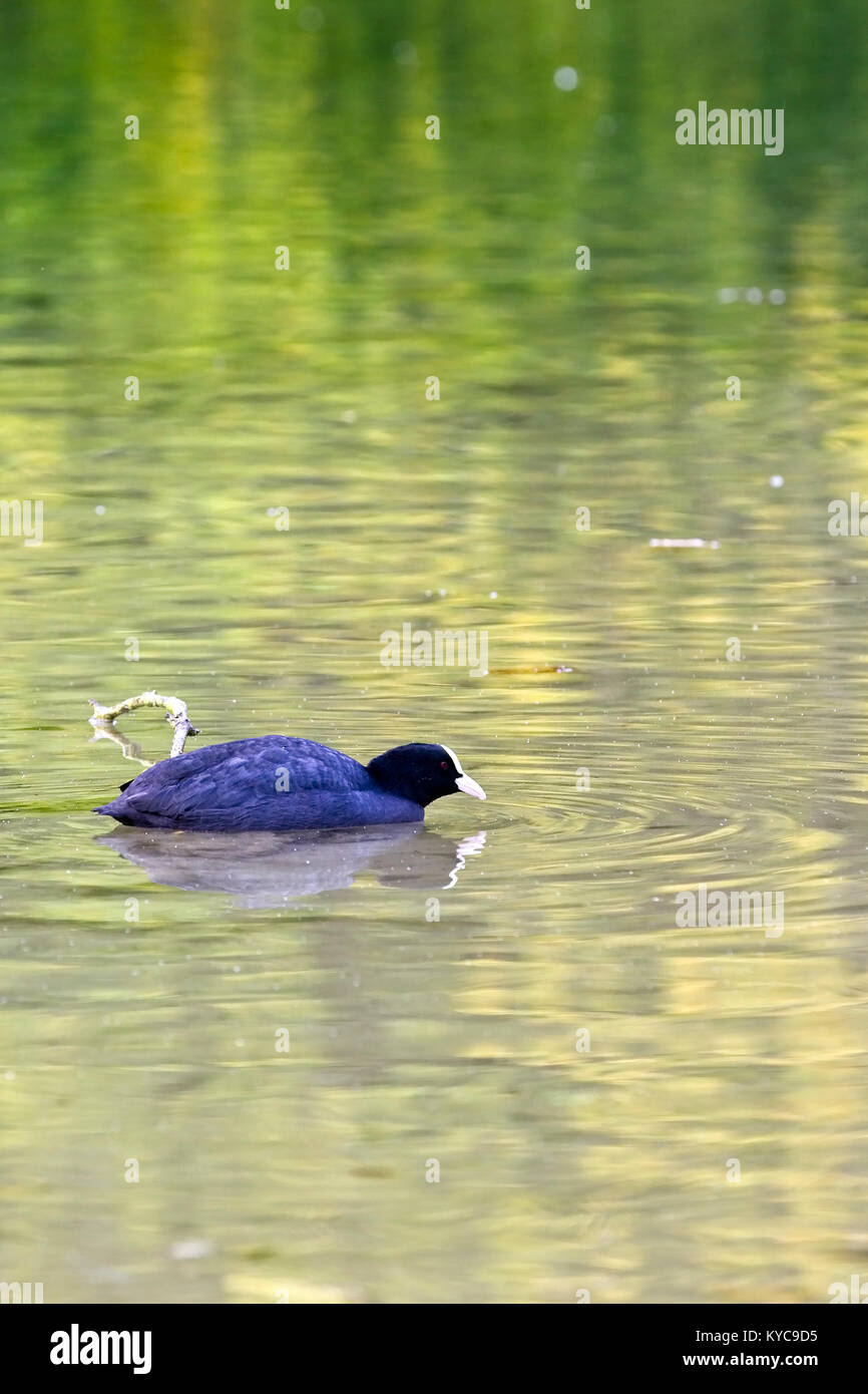 Coot threat display hi-res stock photography and images - Alamy