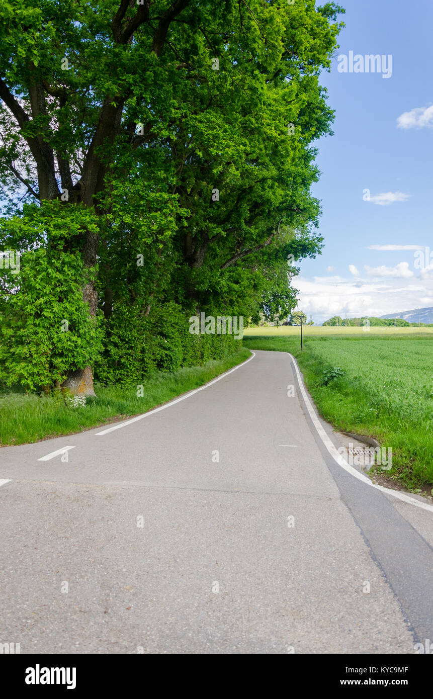Narrow country road with tall green trees on one side and green grass ...