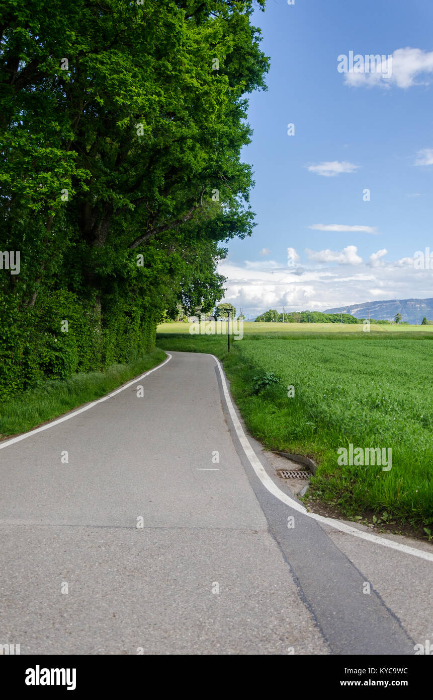 Tall Tree Lined Country Road High Resolution Stock Photography and ...