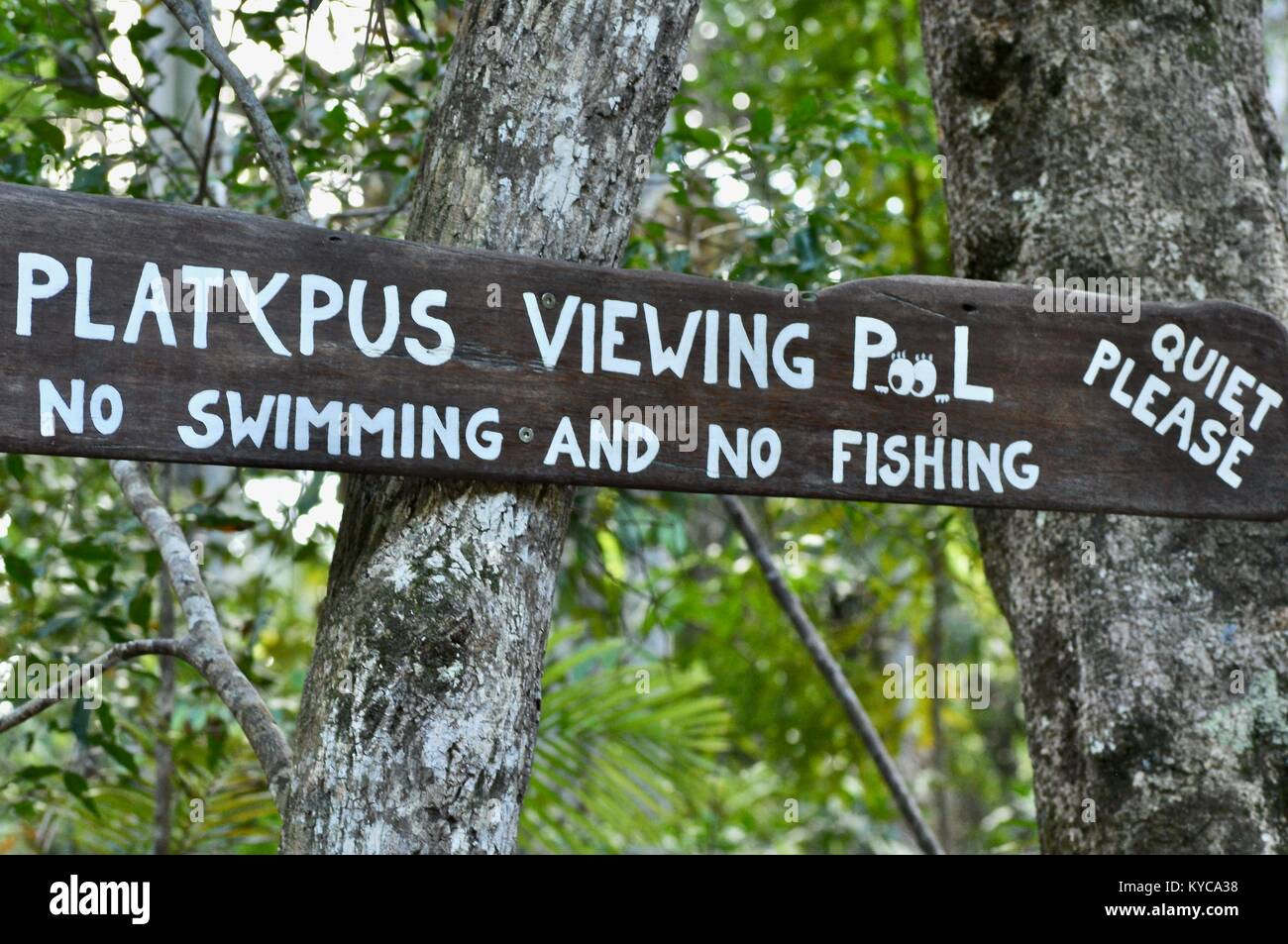Platypus viewing pool, platypus bushcamp, Finch Hatton Gorge ...