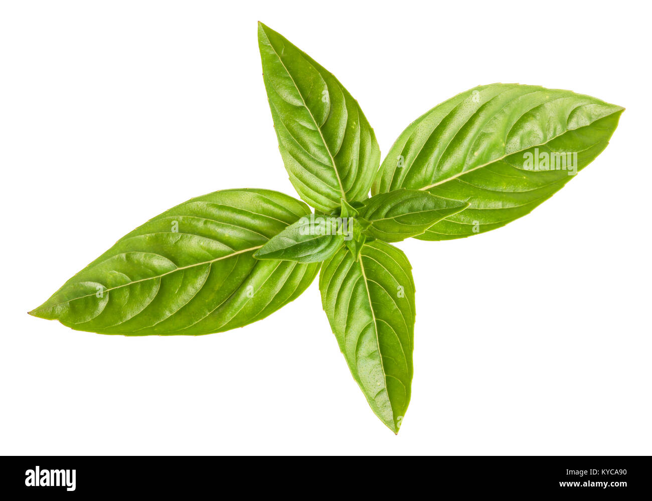 Basil garden Cut Out Stock Images & Pictures - Alamy