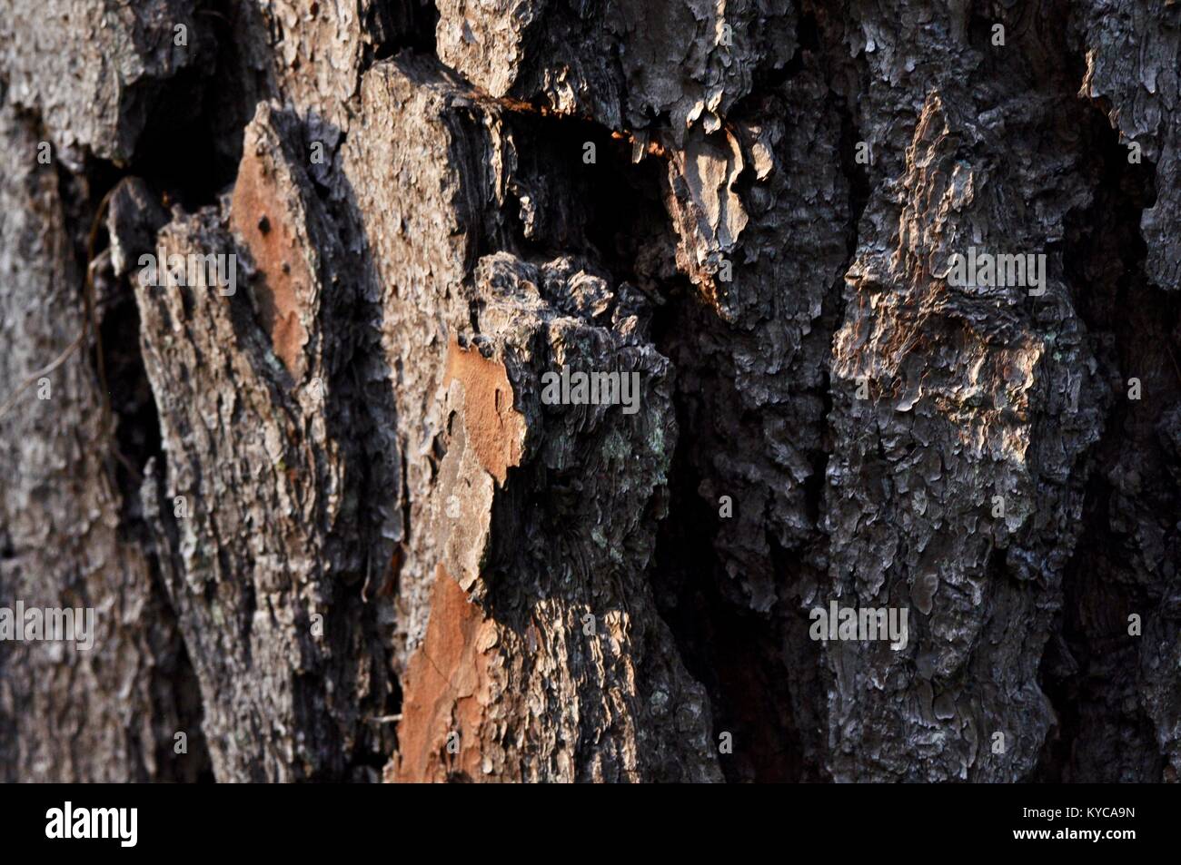 Rough bark of a pine (pinus radiata) tree, Finch Hatton Gorge, Gorge ...