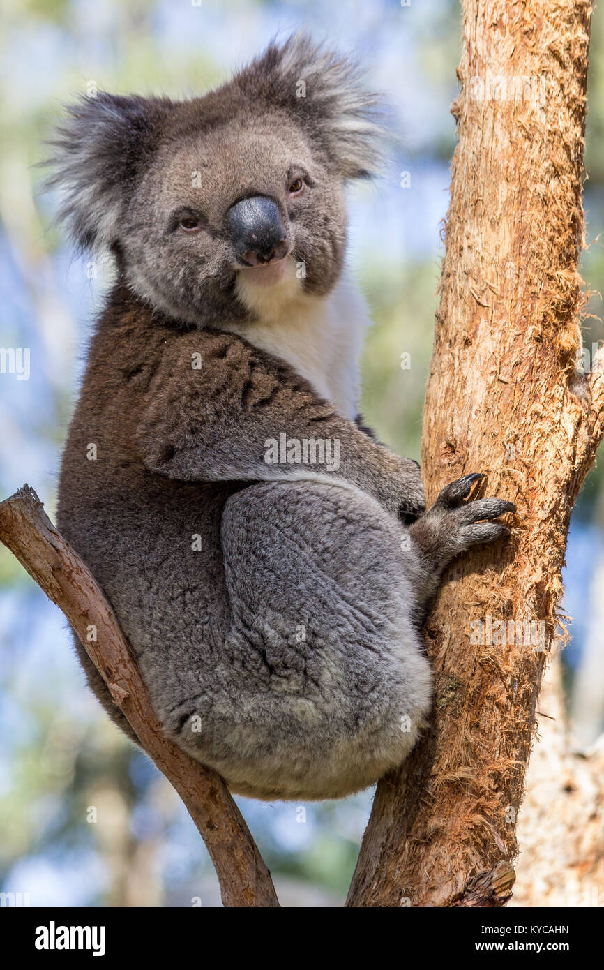 Who hasn't heard of them: koala's! One of the most famous inhabitants ...