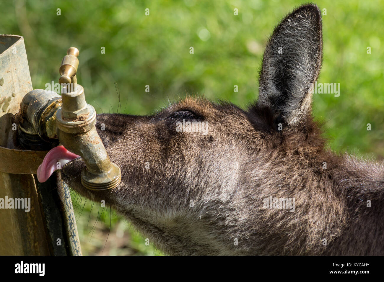 A kangaroo sipping some water in Cleland Wildlife Park Stock Photo - Alamy