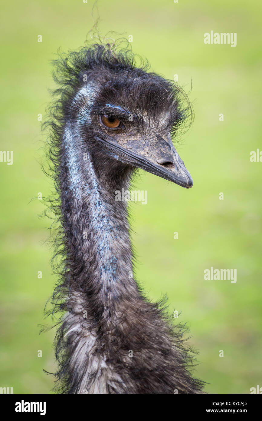 Cleland hi-res stock photography and images - Alamy