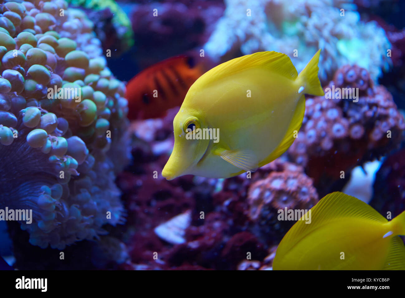 Yellow tang in marine sea hi-res stock photography and images - Alamy
