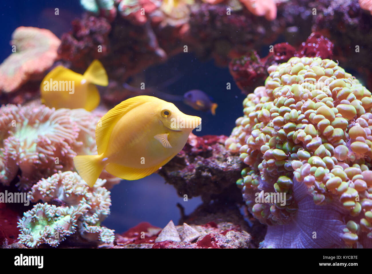 Beautiful yellow tang fish hi-res stock photography and images - Alamy