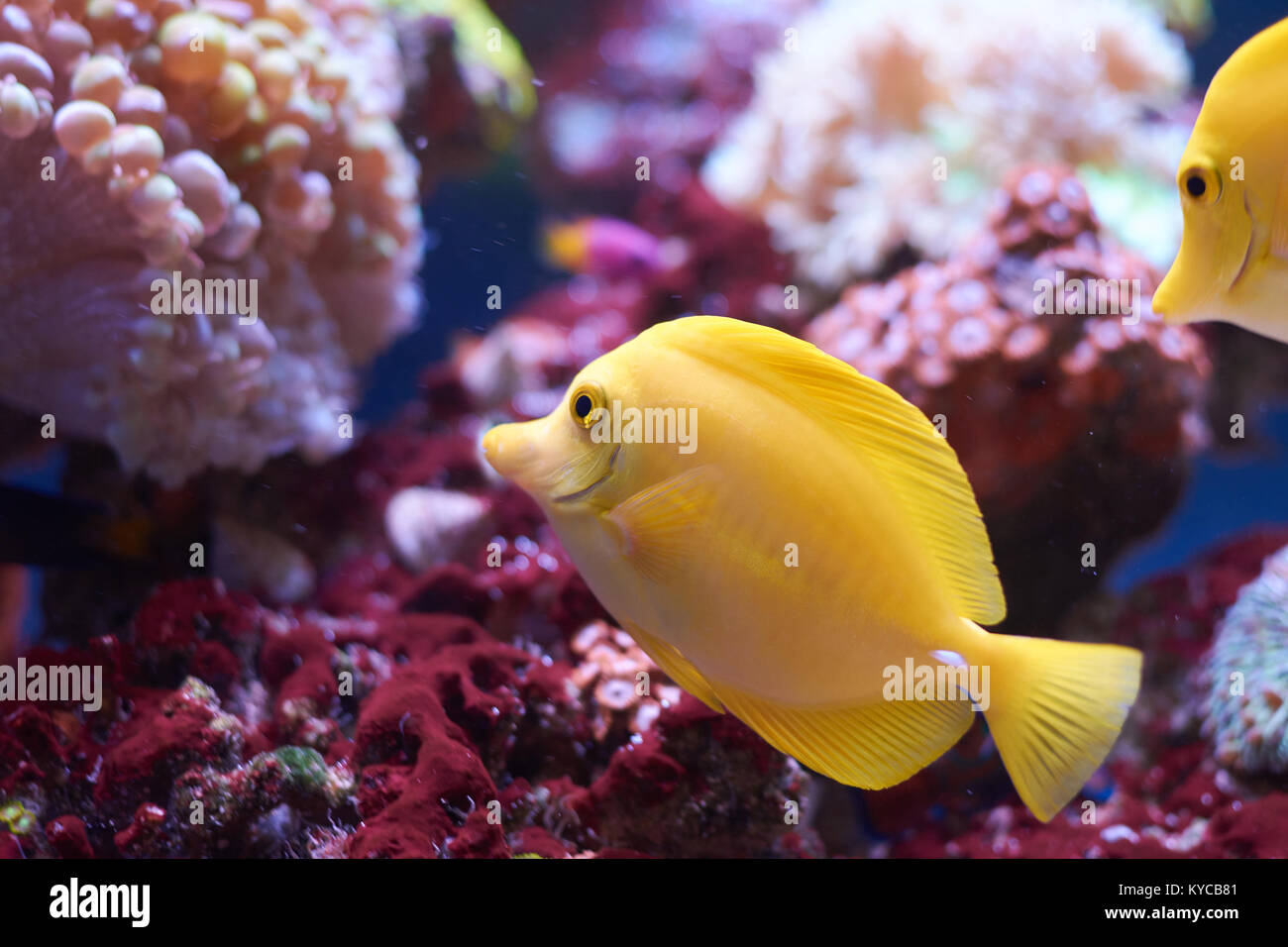 Tropical fish corals in aquarium hi-res stock photography and images ...