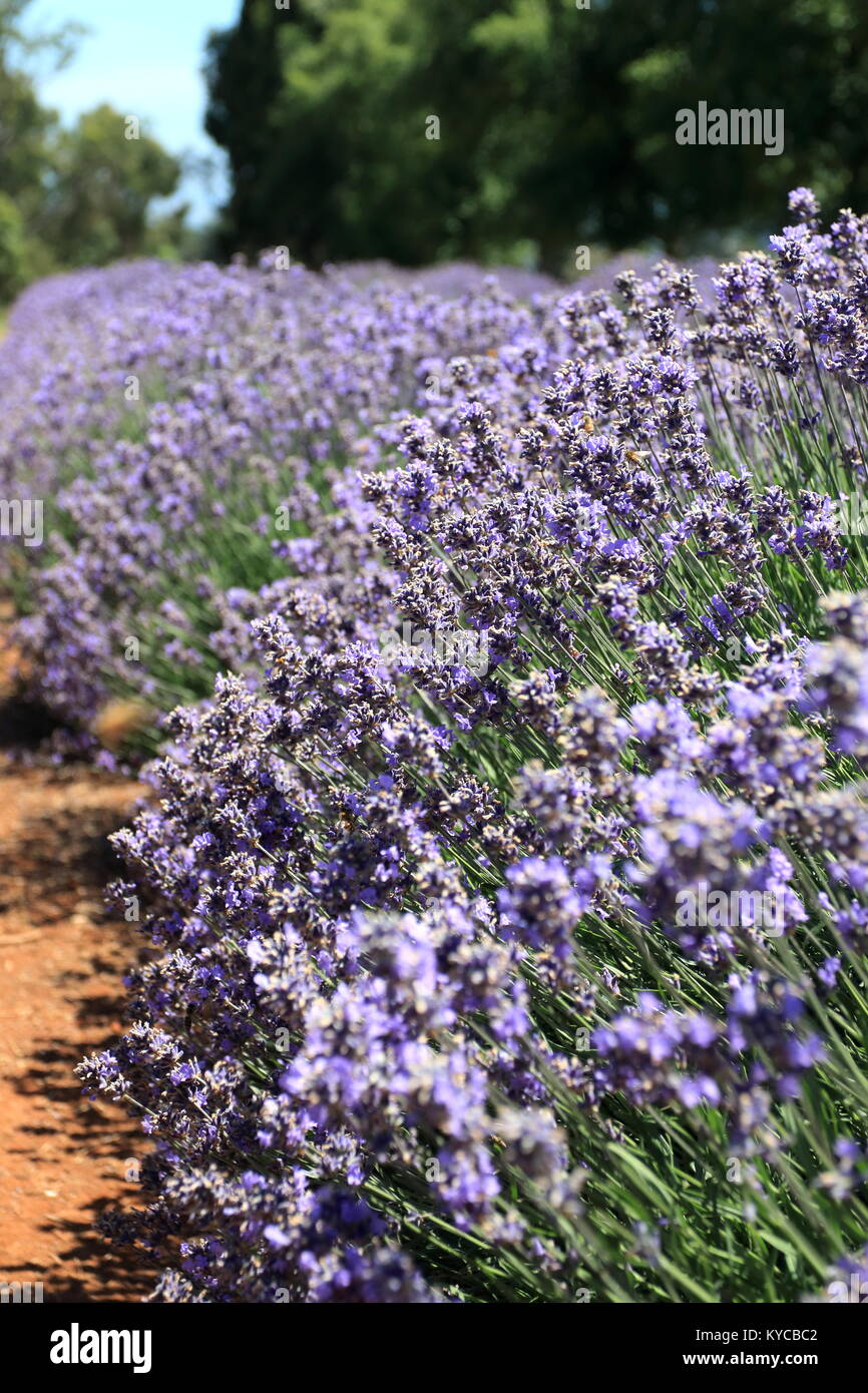 English lavender lavandula angustifolia lavandula hi-res stock ...
