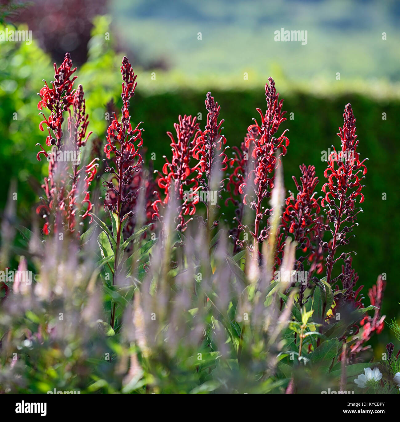 veronicastrum virginicum,lobelia tupa,pink,red,flower,flowers,spire ...
