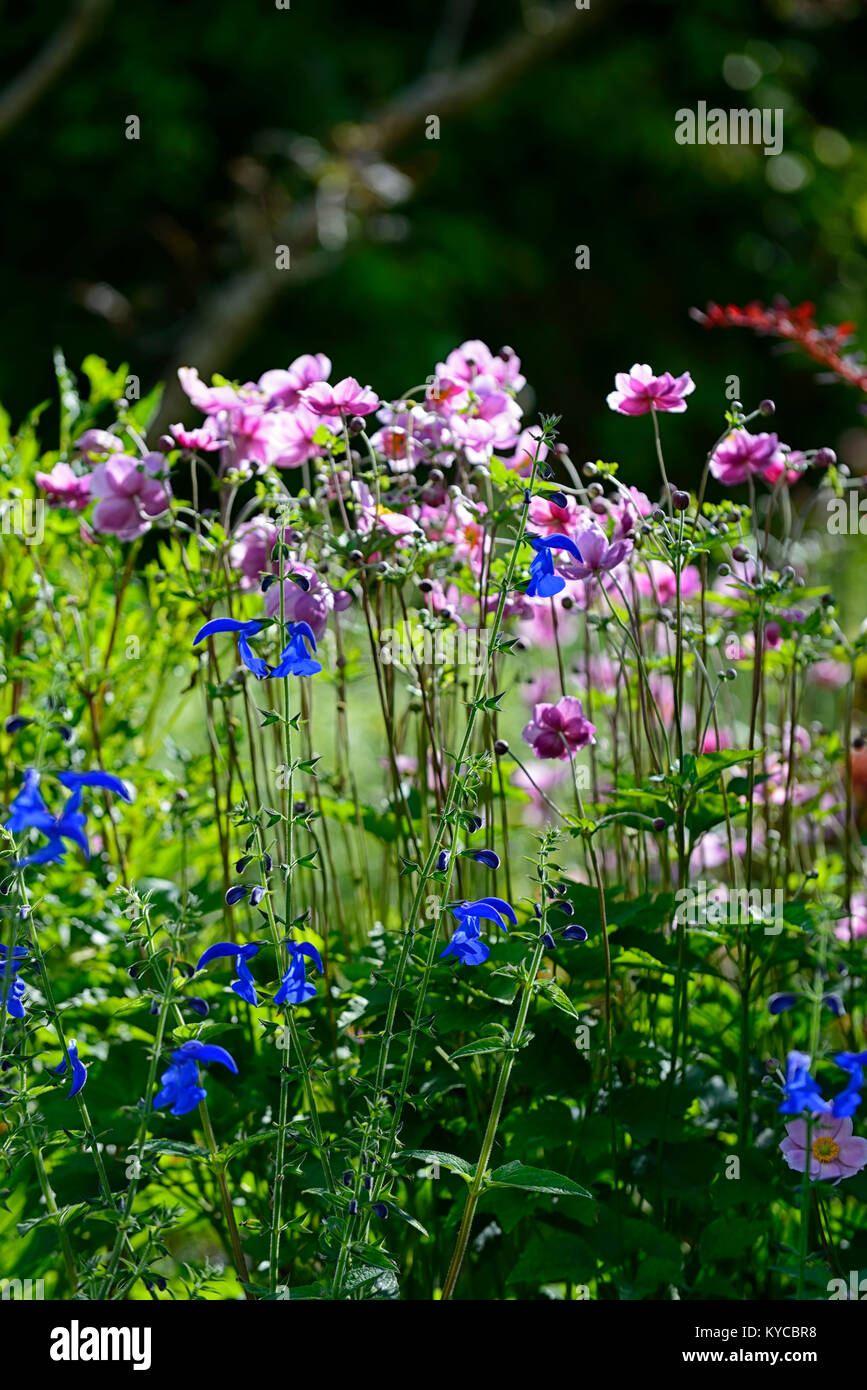 Blue sage salvia patens hi-res stock photography and images - Alamy