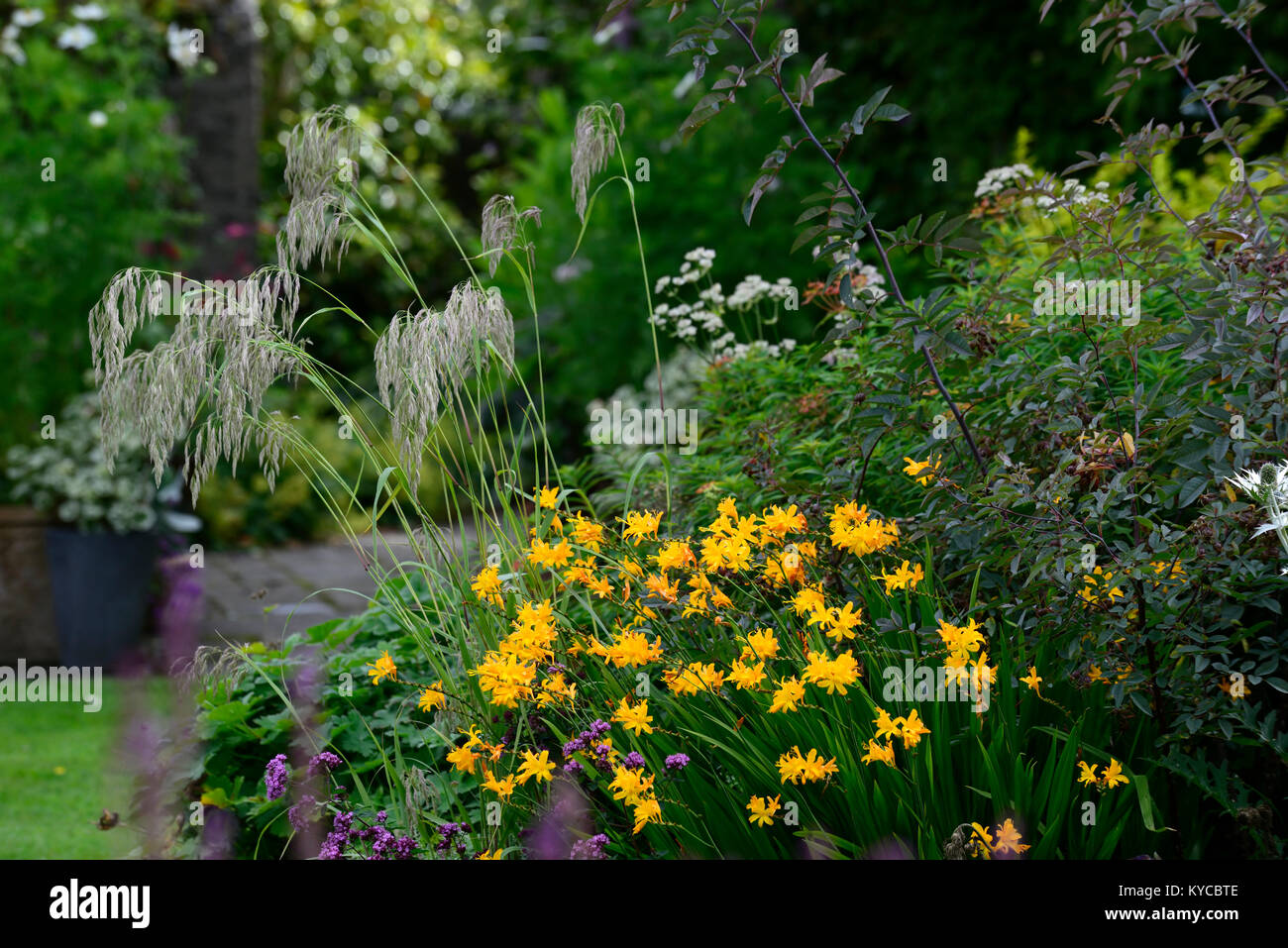 Crocosmia x crocosmiiflora Buttercup,yellow,flower,flowers,garden ...