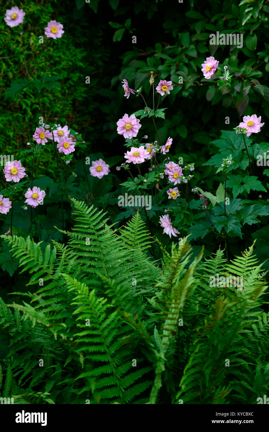 Japanese Anemone x hybrida Fantasy Pocahontas,Anemone x hybrida ...