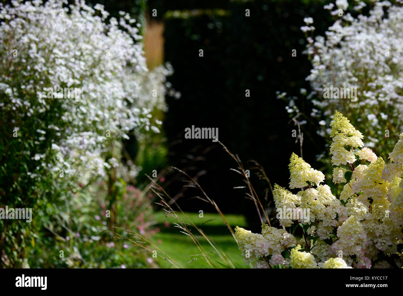 hydrangea paniculata,white,panicles,flowers,flowering,garden,gardens,RM ...