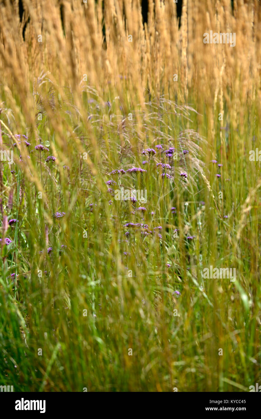 verbena bonariensis,stipa tenuissima,tall,perennial,purple,flower ...