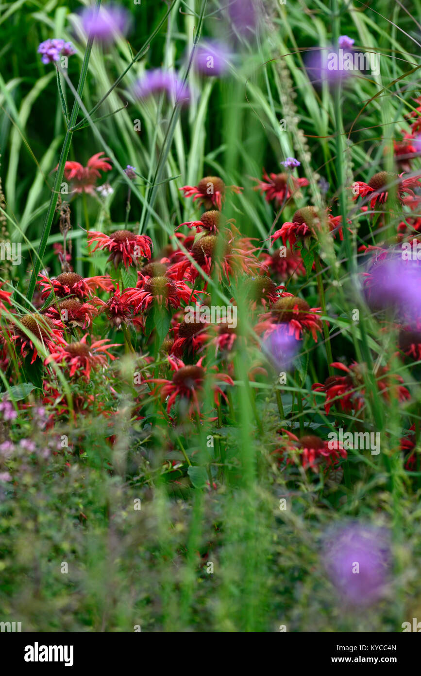 monarda squaw,red,flower,flowers,prairie planting,style,garden,gardens ...