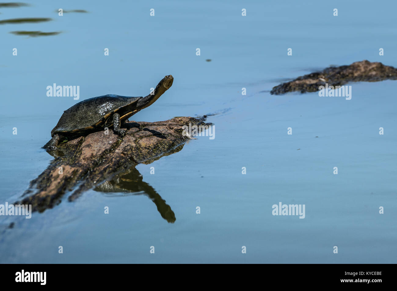 Long neck turtle hi-res stock photography and images - Alamy