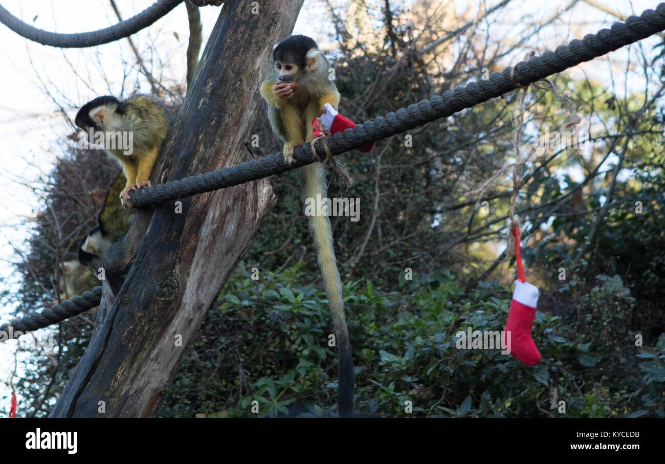 Lions, penguins and monkeys enjoy festive treats at ZSL London Zoo ...