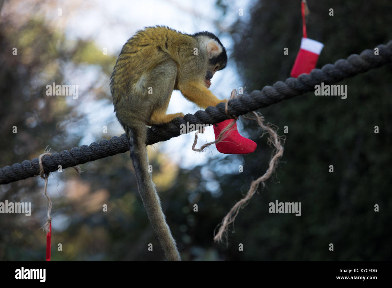 Lions, penguins and monkeys enjoy festive treats at ZSL London Zoo ...