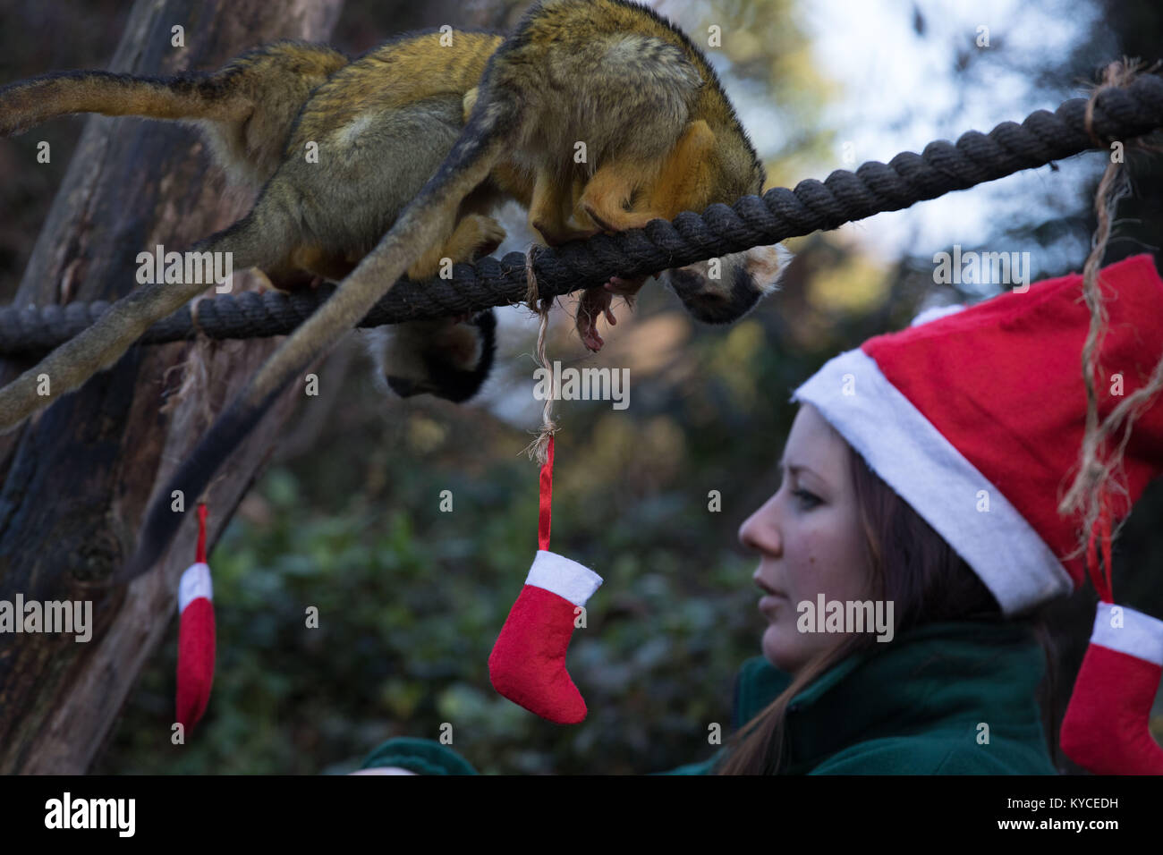 Lions, penguins and monkeys enjoy festive treats at ZSL London Zoo ...