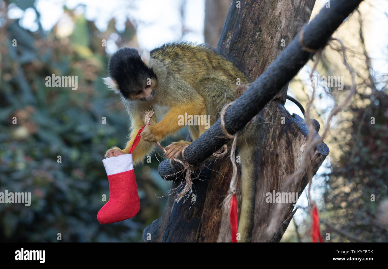 Lions, penguins and monkeys enjoy festive treats at ZSL London Zoo ...