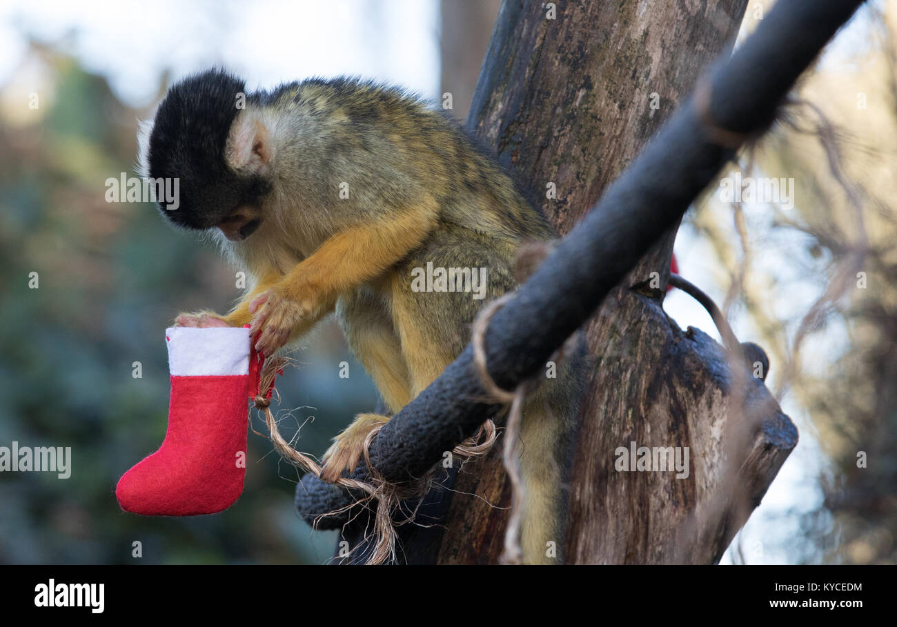 Lions, penguins and monkeys enjoy festive treats at ZSL London Zoo ...