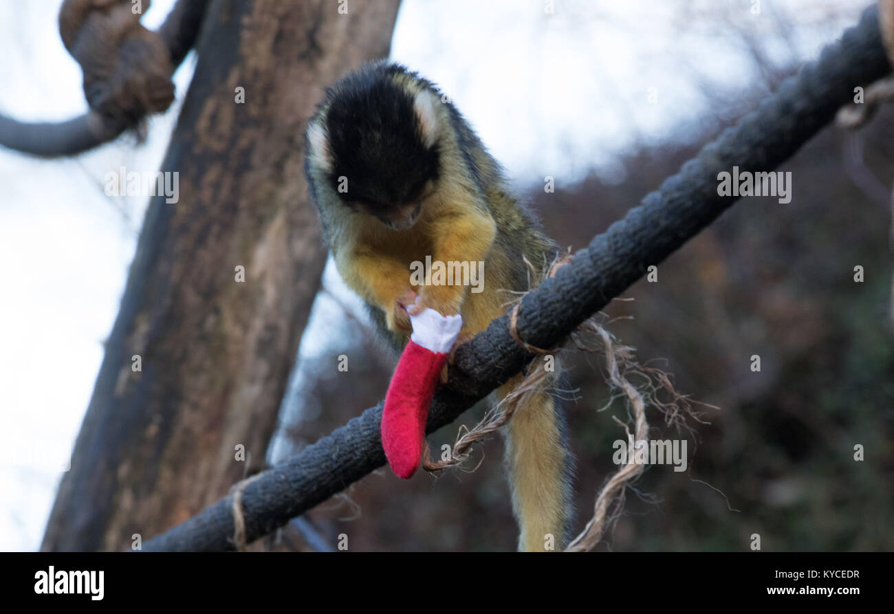Lions, penguins and monkeys enjoy festive treats at ZSL London Zoo ...