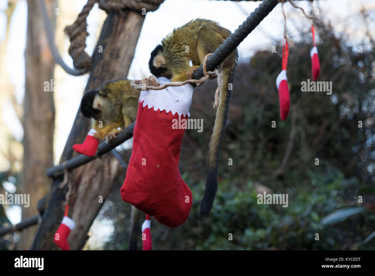 Lions, penguins and monkeys enjoy festive treats at ZSL London Zoo ...