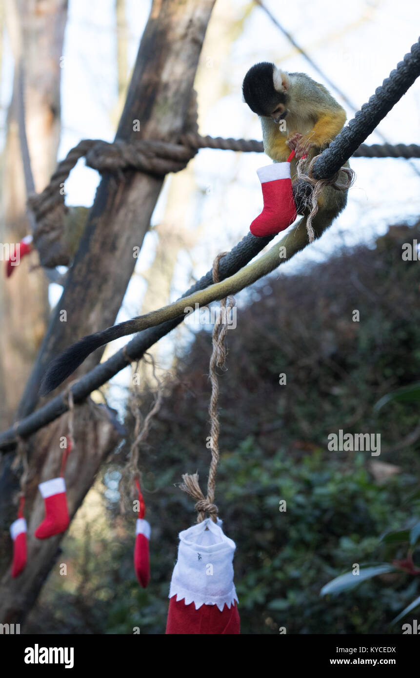 Lions, penguins and monkeys enjoy festive treats at ZSL London Zoo ...