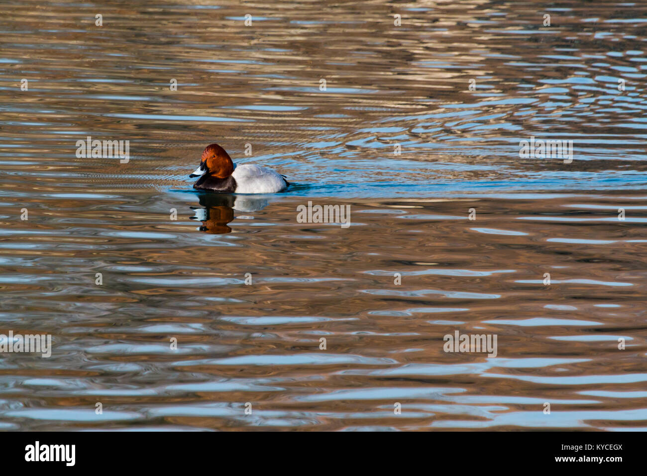 A Common Pochard duck swimming in Osaka Castle's moat Stock Photo - Alamy