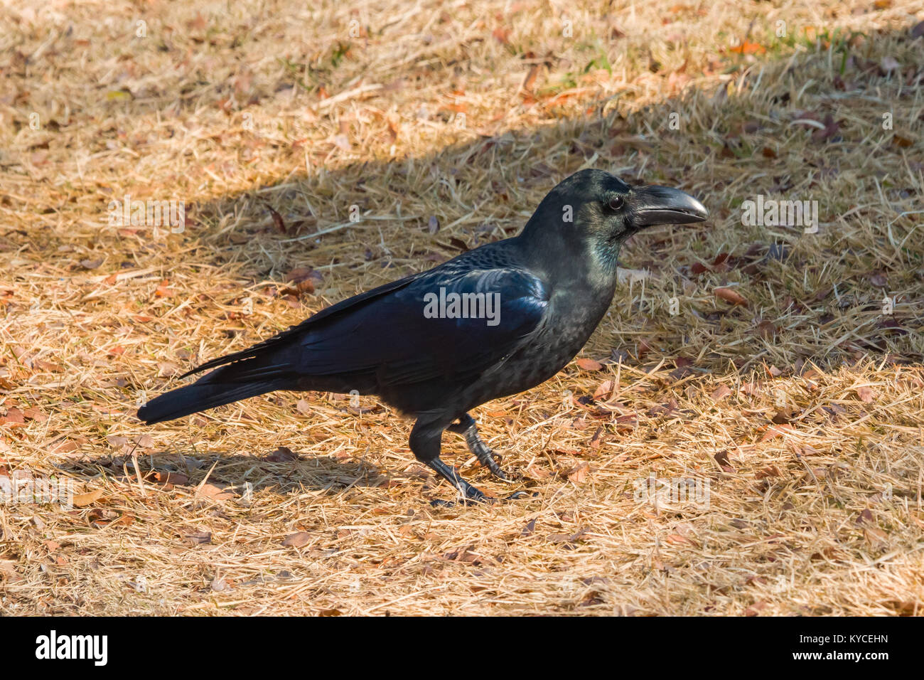 Osaka castle grounds hi-res stock photography and images - Alamy