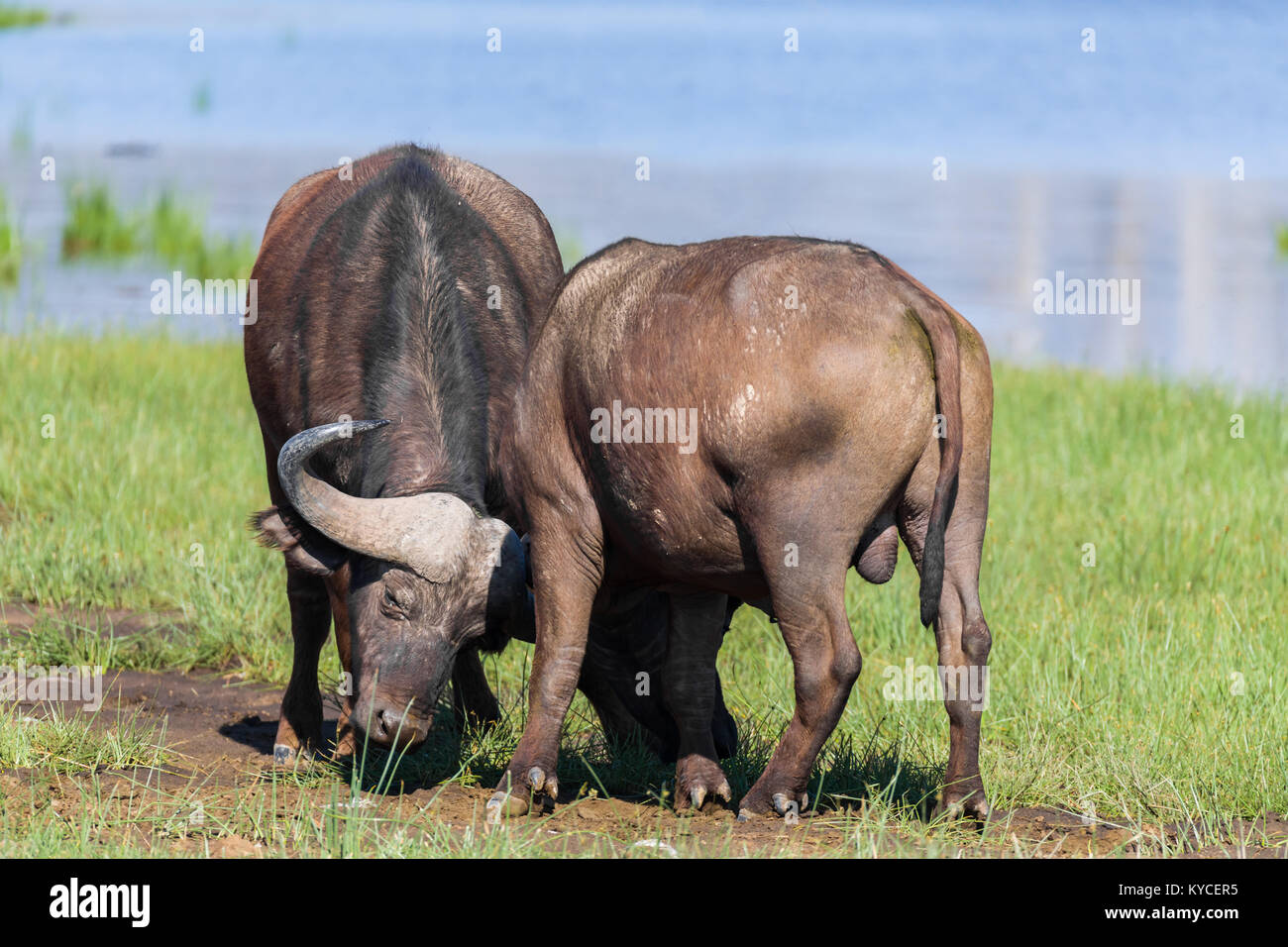 Two africa buffalo fighting hi-res stock photography and images - Alamy