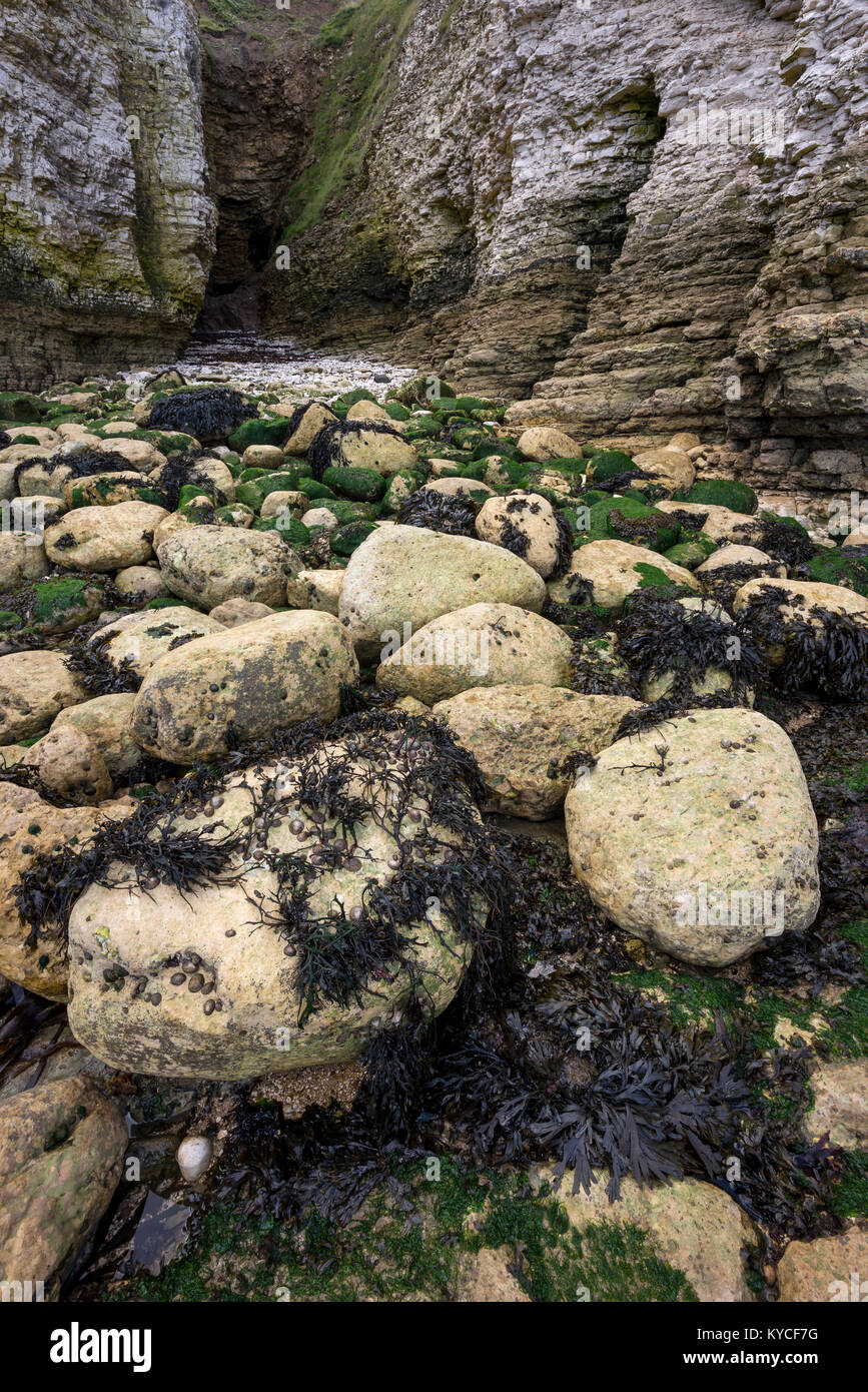 Boulders at the base of chalk cliffs at North Landing, Flamborough ...