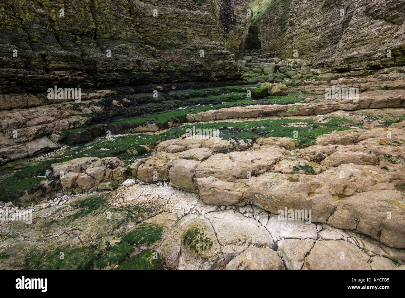 Chalk cliffs at North Landing, Flamborough, North Yorkshire, England ...