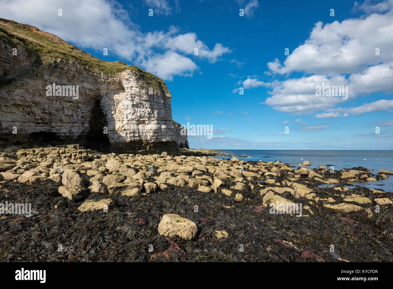 Chalk cliffs at North Landing, Flamborough, North Yorkshire, England ...