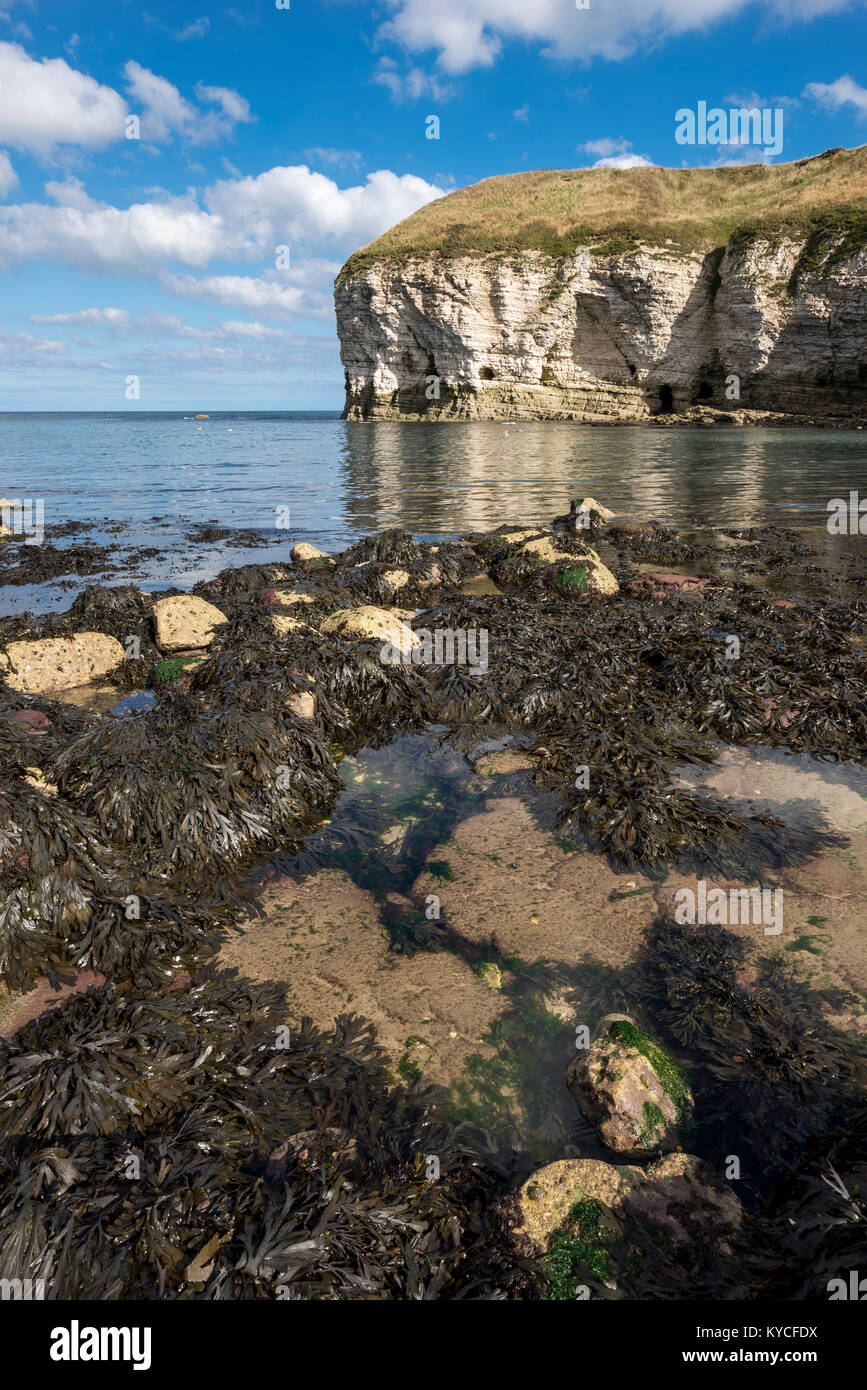 Chalk cliffs at North Landing, Flamborough, North Yorkshire, England ...
