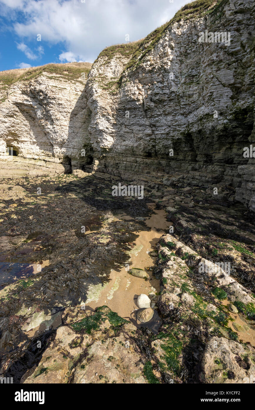Chalk cliffs at North Landing, Flamborough, North Yorkshire, England ...