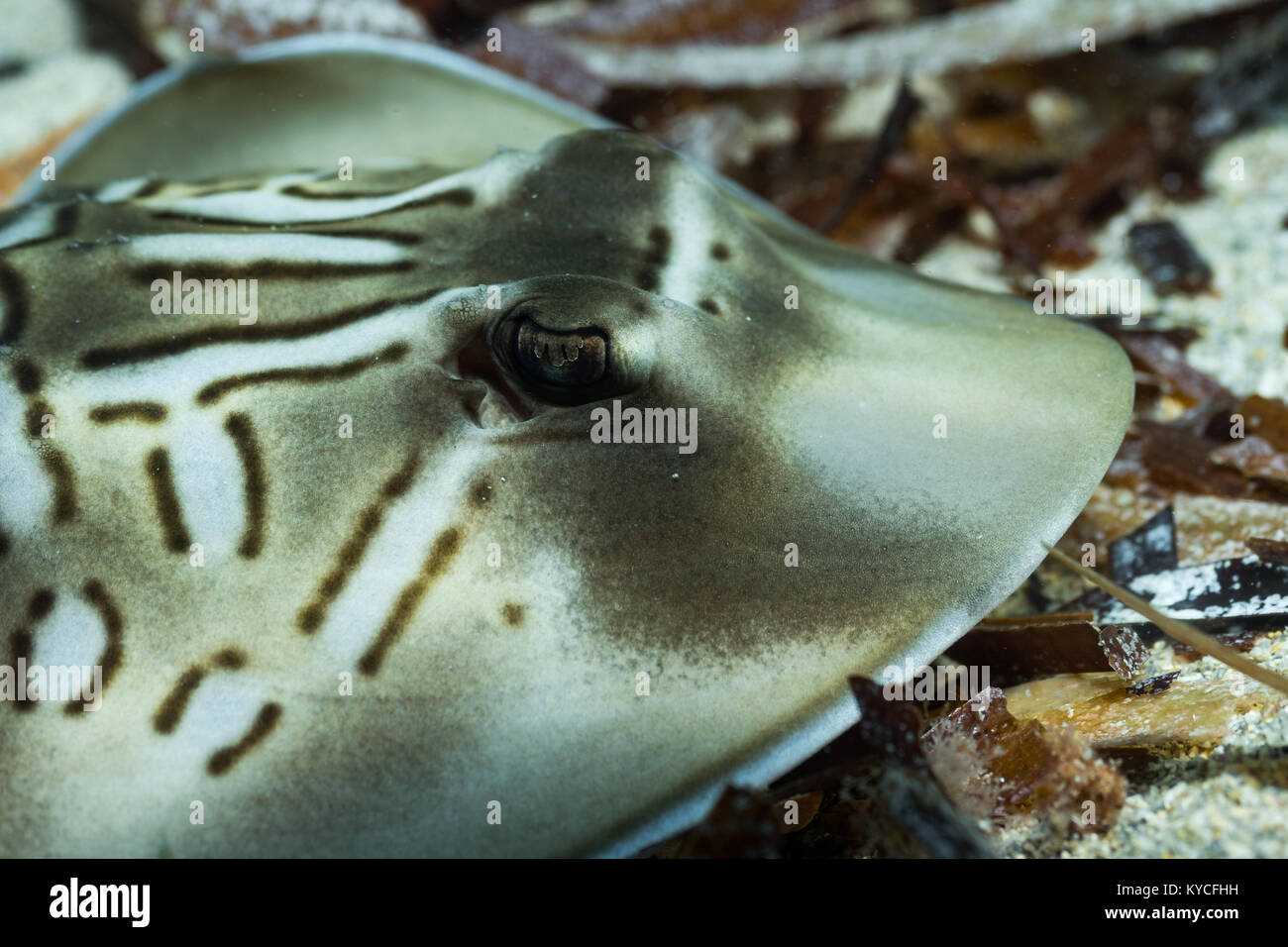 southern fiddler ray omeo wrecktrail western australia Stock Photo - Alamy