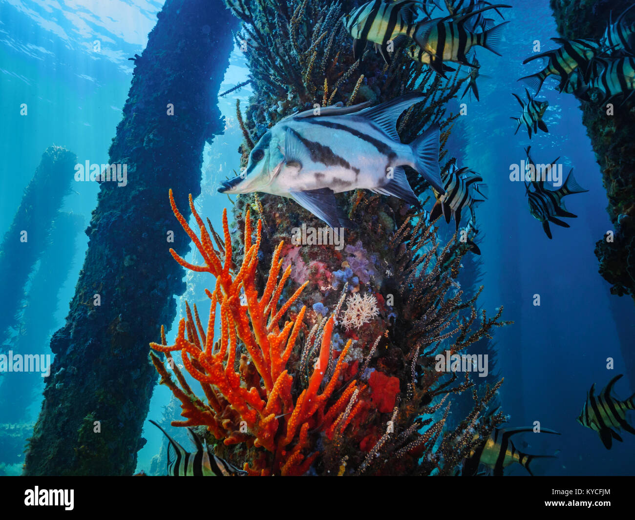 rare boarfish busselton jetty western australia Stock Photo - Alamy