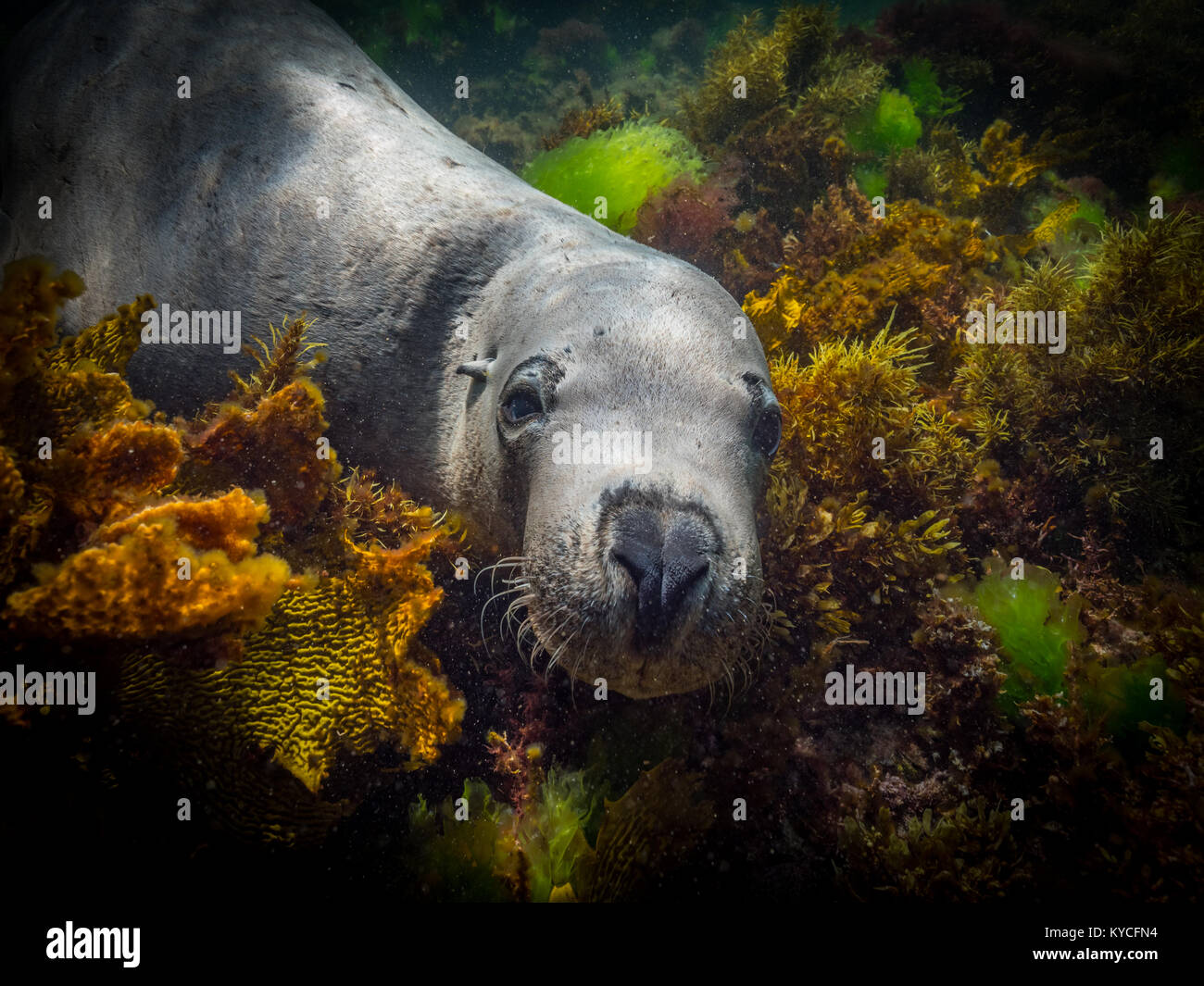 playful seal burn rock western australia Stock Photo - Alamy