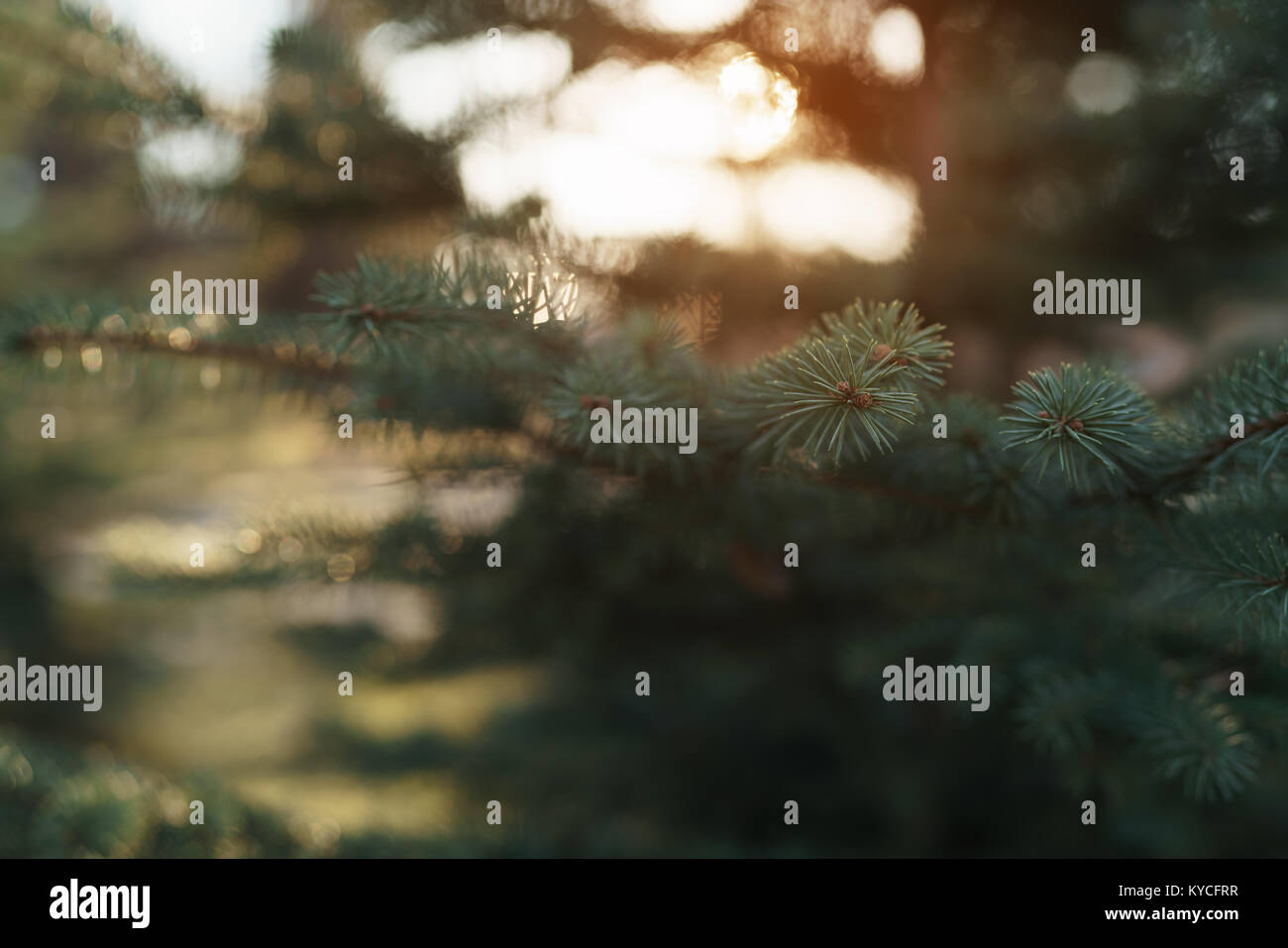 blue spruce in spring sunset light, shallow focus Stock Photo - Alamy