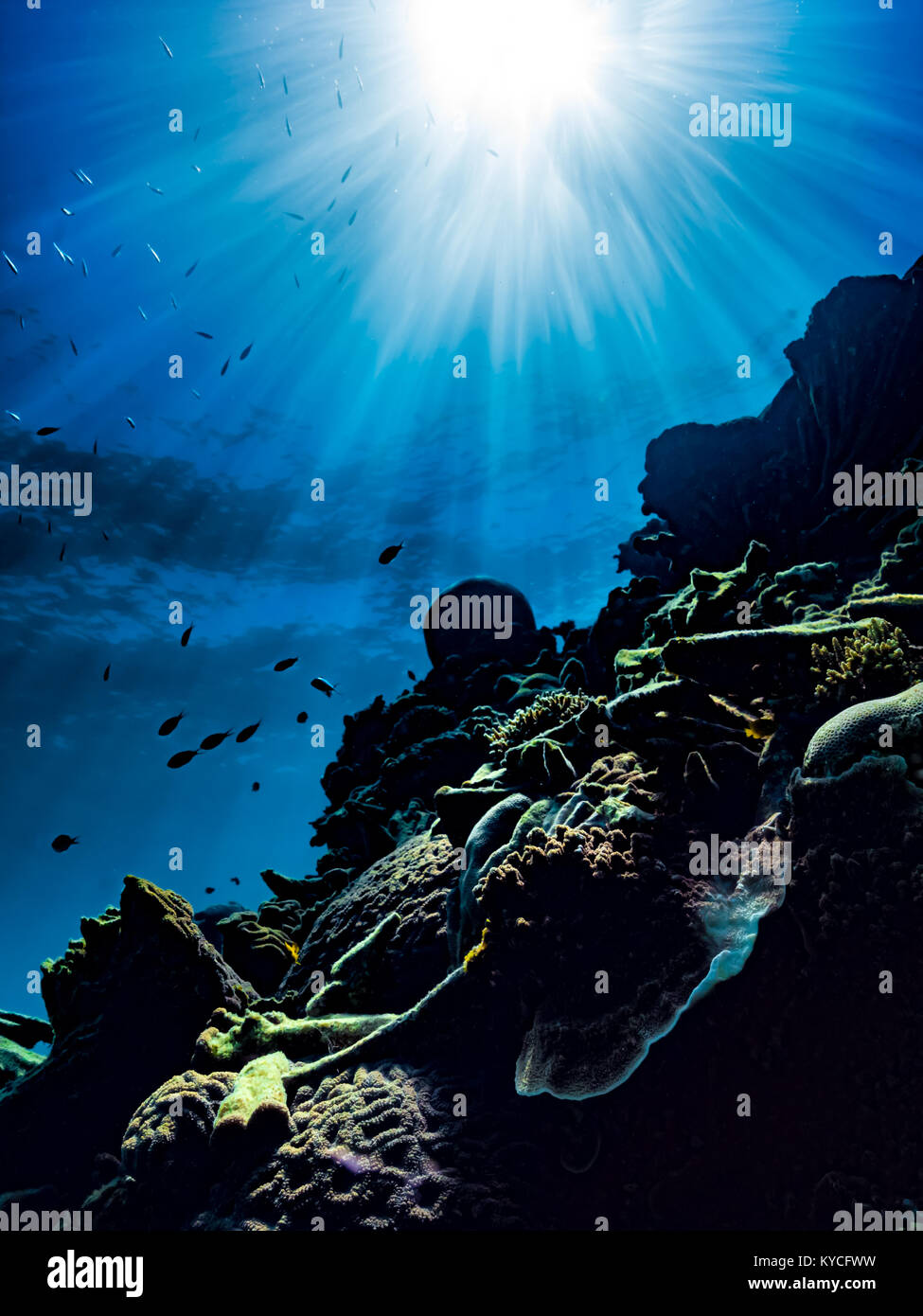 Underwater scenic diving hi-res stock photography and images - Alamy